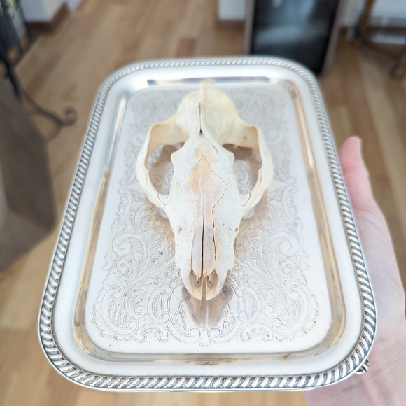 Accents | Possum Skull Oddity Skeleton Taxidermy Oddities Specimen ...